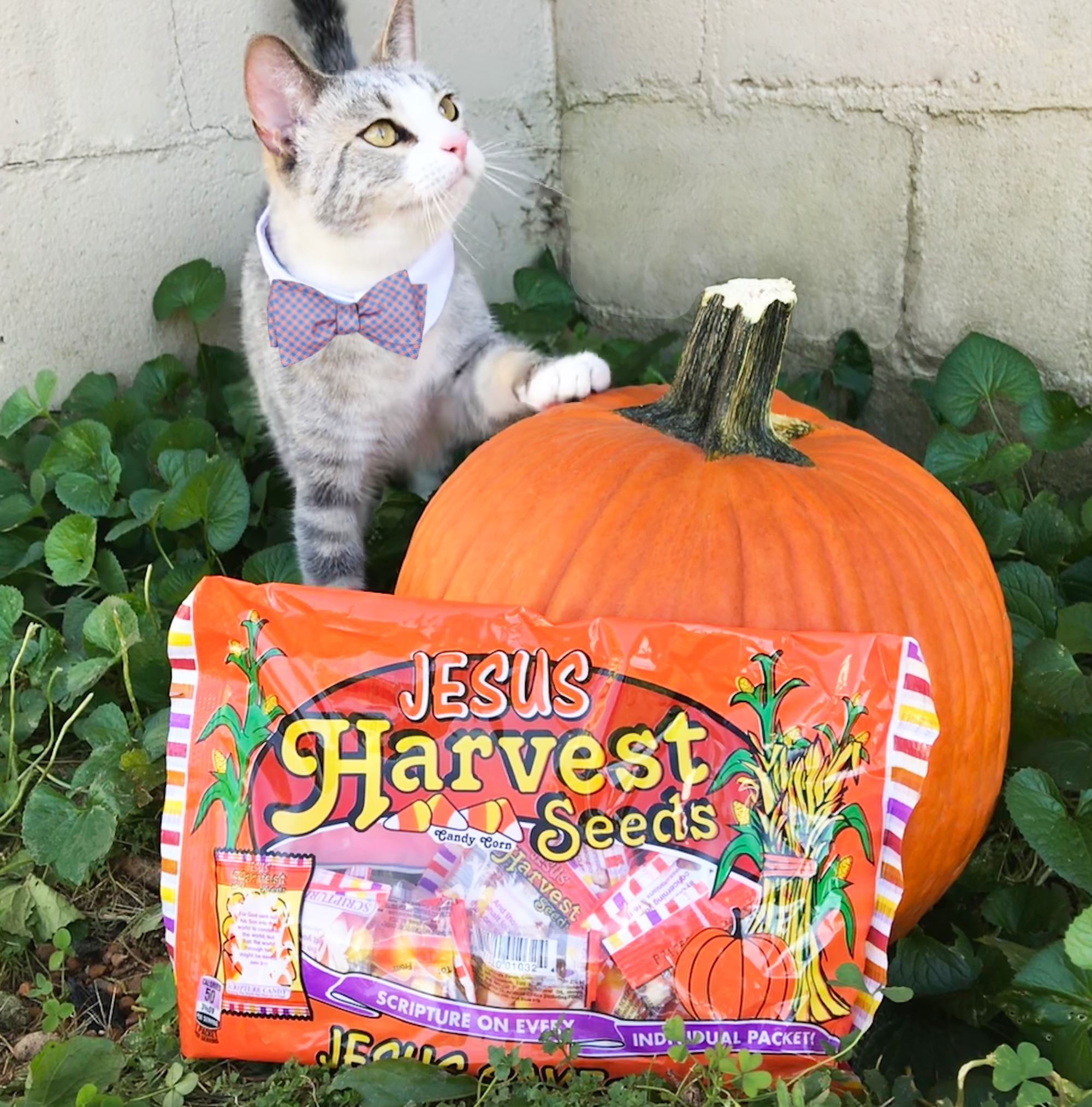 Jesus Harvest Orange, Yellow & White Candy Corn Promise Seeds, 15 Coun ...